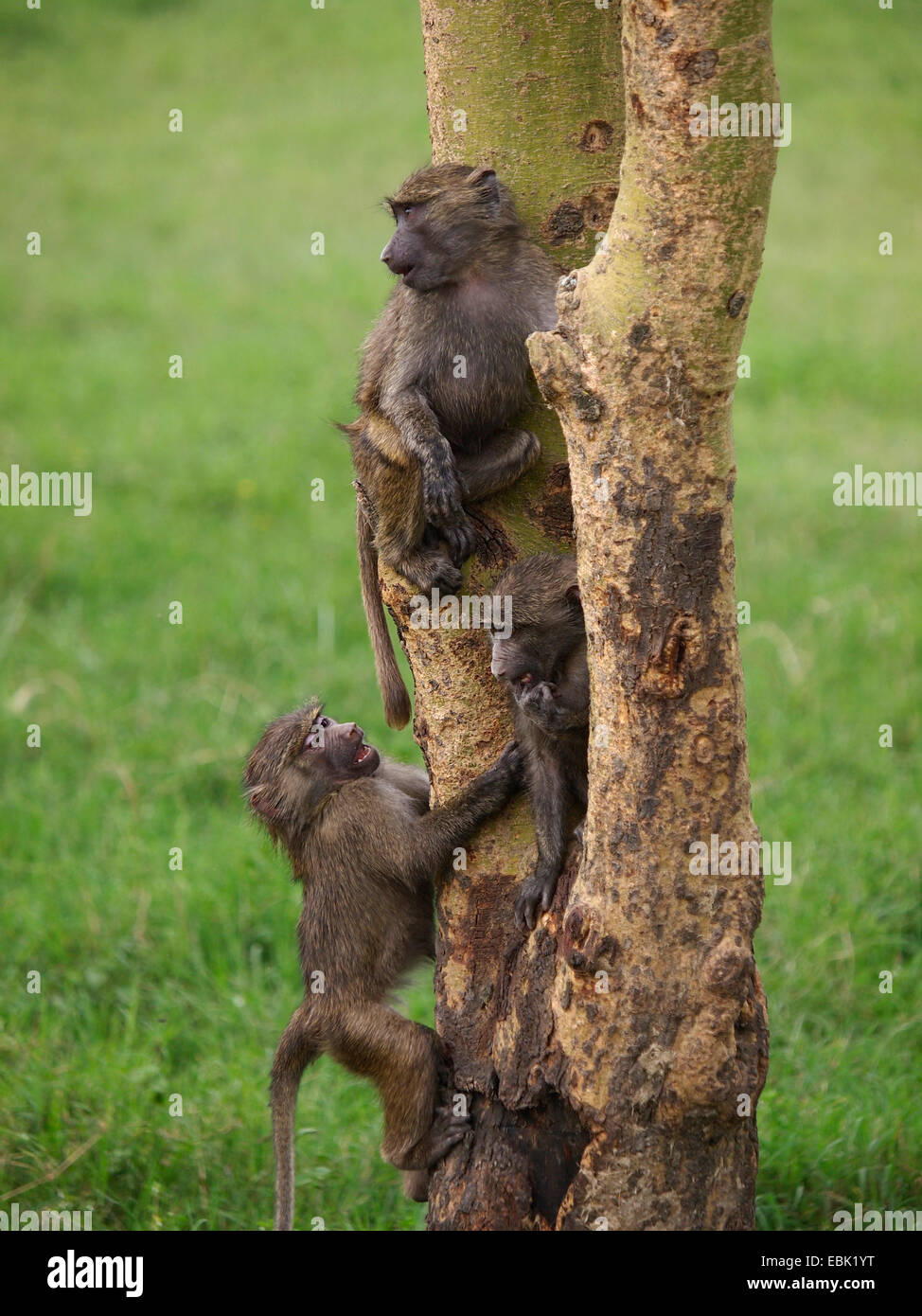 Baboons climbing tree hi-res stock photography and images - Alamy