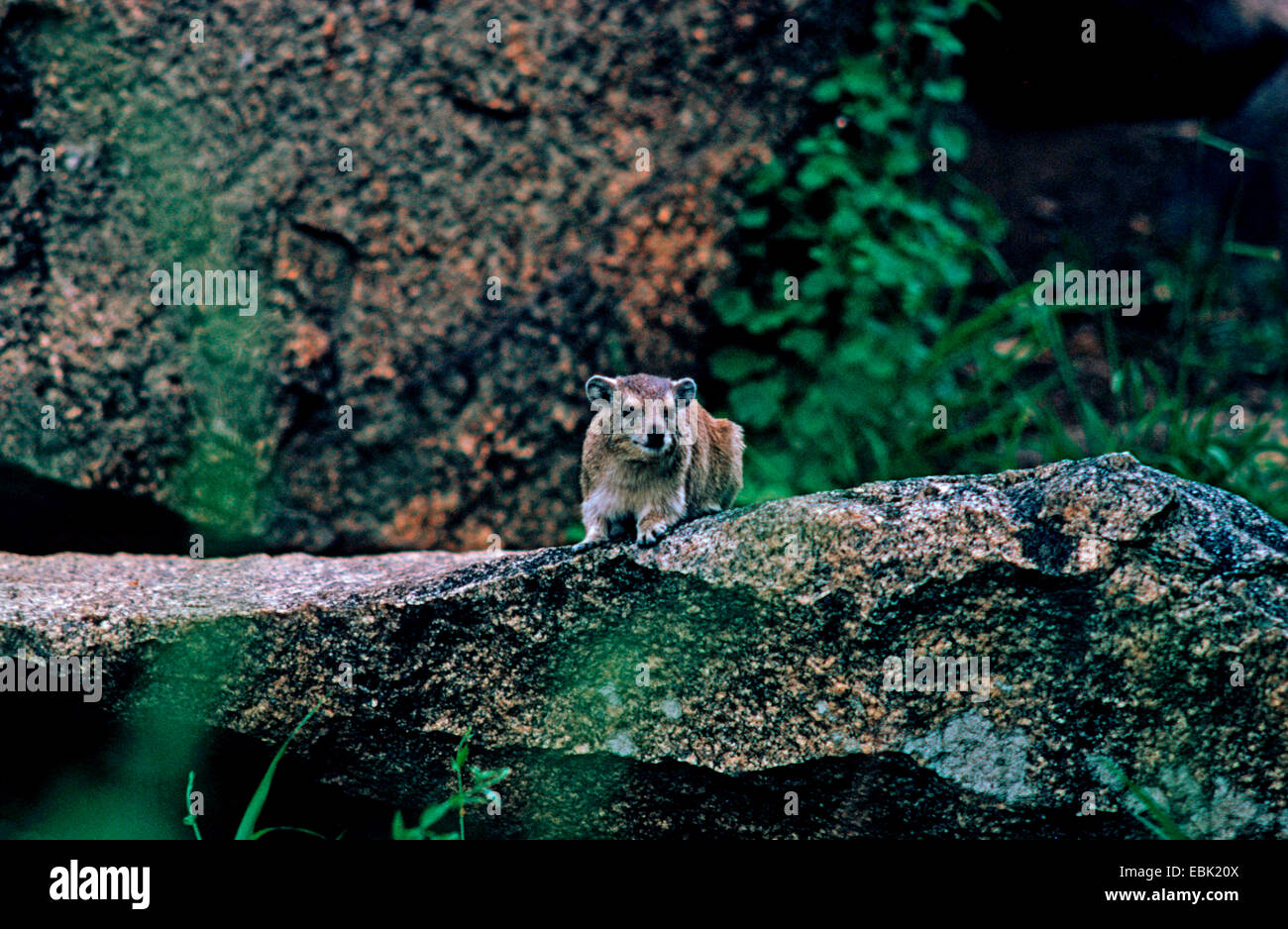 Small toothed rock hyrax hi-res stock photography and images - Alamy
