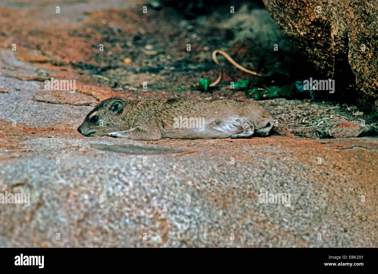 small-toothed rock hyrax (Heterohyrax brucei), lying on rock Stock ...
