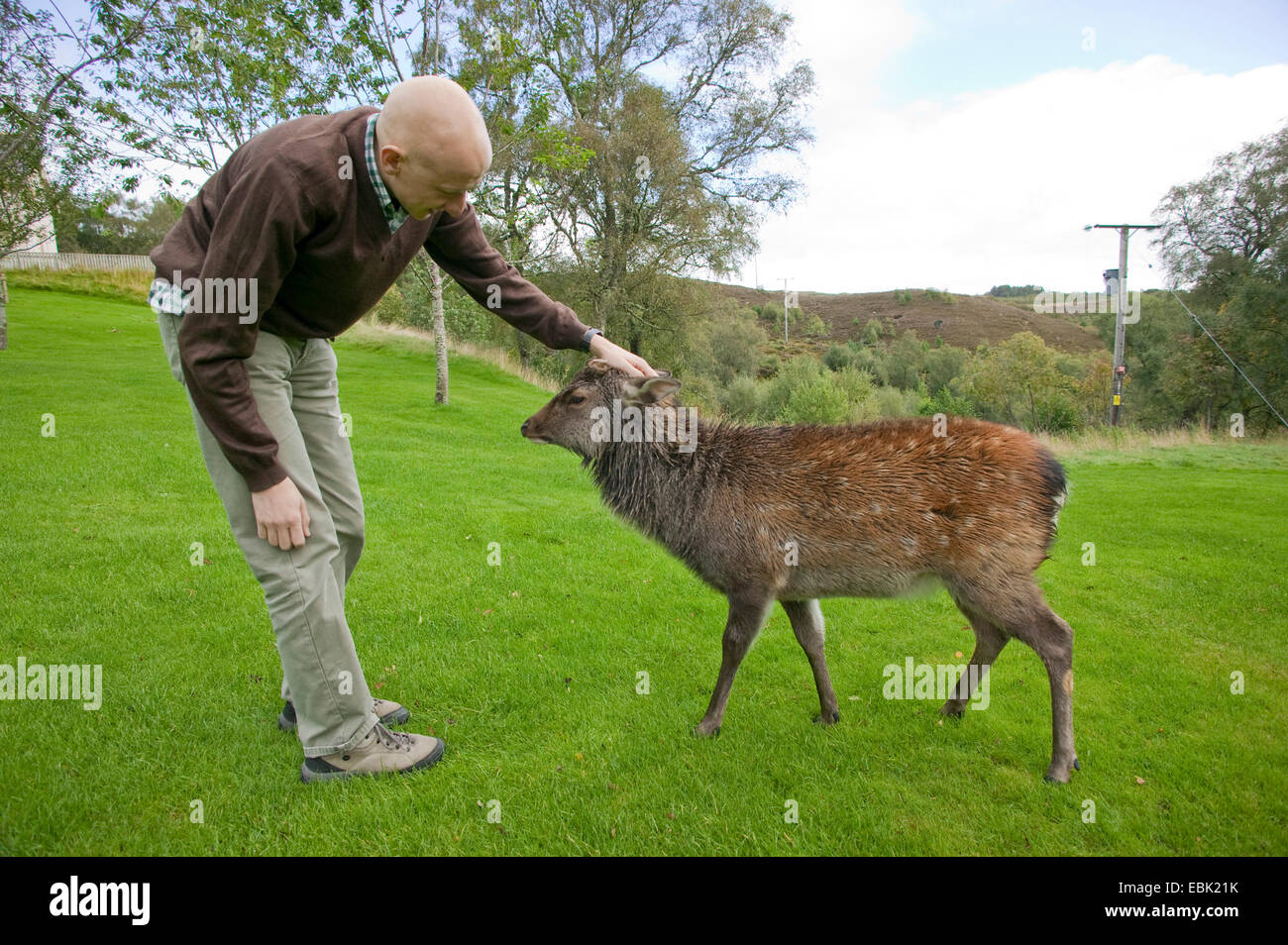 Sika deer, Tame sika deer, Tame deer (Cervus nippon), fawn being petted ...
