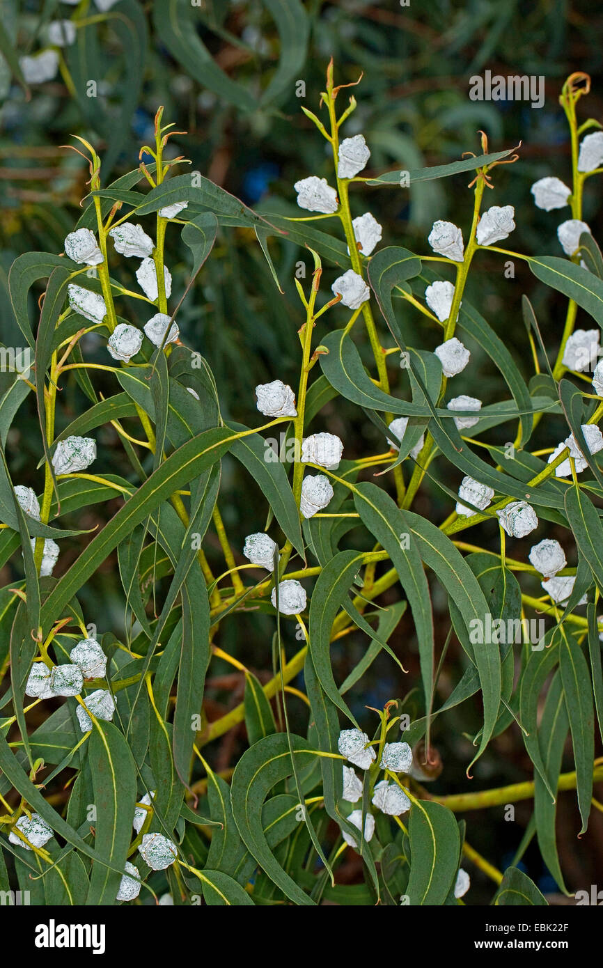 Tasmanian blue gum High Resolution Stock Photography and Images - Alamy