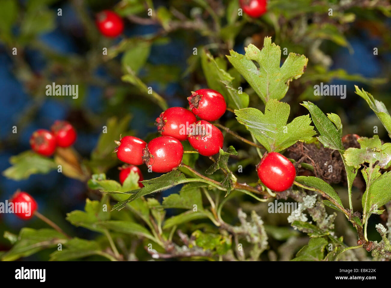 common hawthorn, singleseed hawthorn, English hawthorn (Crataegus ...