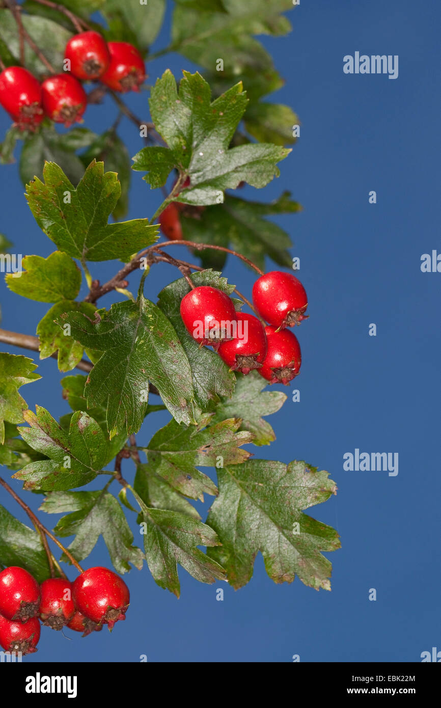 common hawthorn, singleseed hawthorn, English hawthorn (Crataegus ...