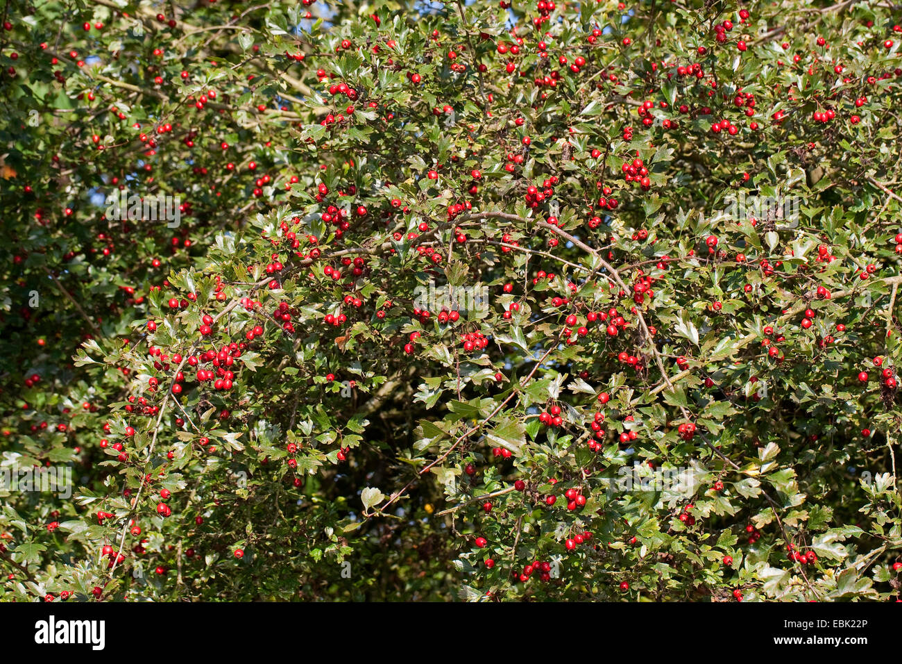 common hawthorn, singleseed hawthorn, English hawthorn (Crataegus ...