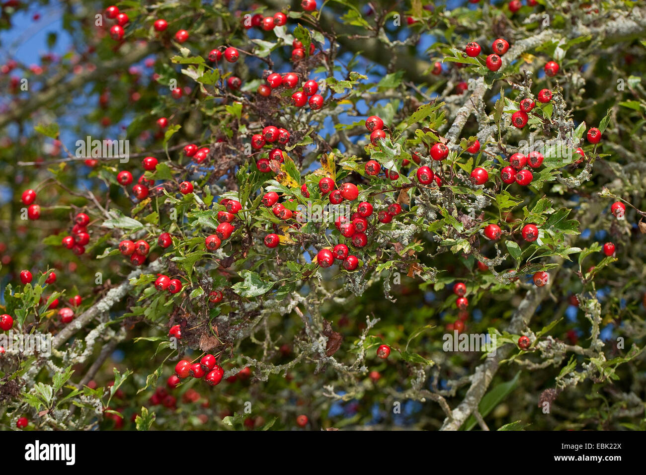 common hawthorn, singleseed hawthorn, English hawthorn (Crataegus ...
