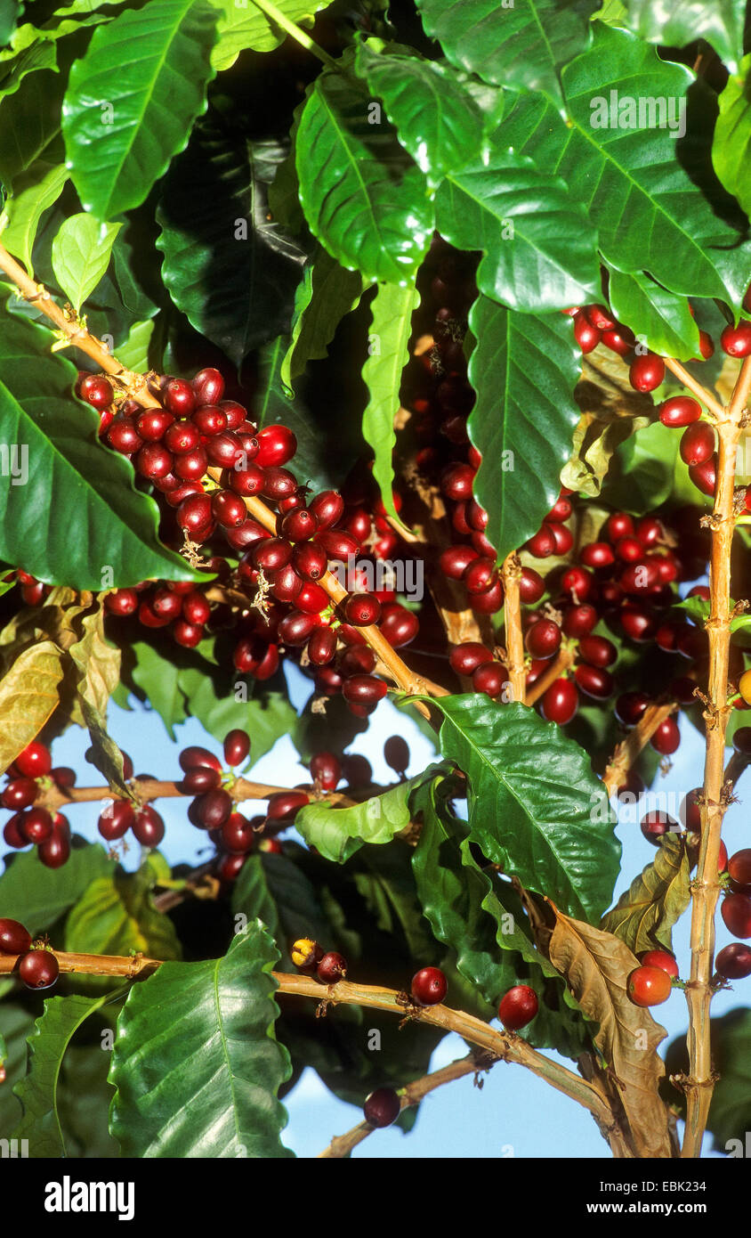 Arabian coffee (Coffea arabica), branch with fruits Stock Photo - Alamy
