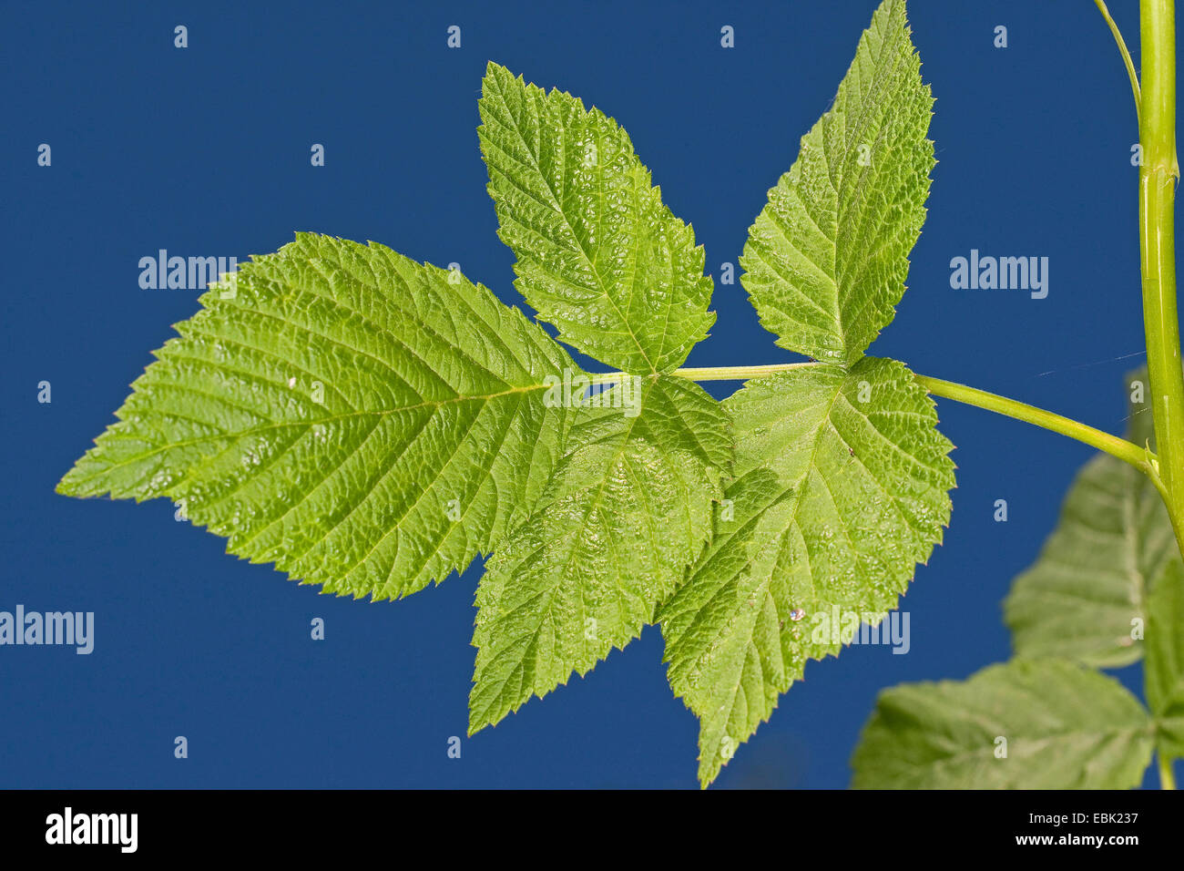 European red raspberry (Rubus idaeus), leaf against blue sky Stock ...
