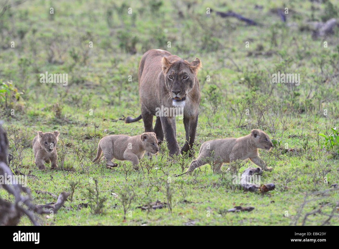 Masai Mara Lion Stock Photo - Alamy