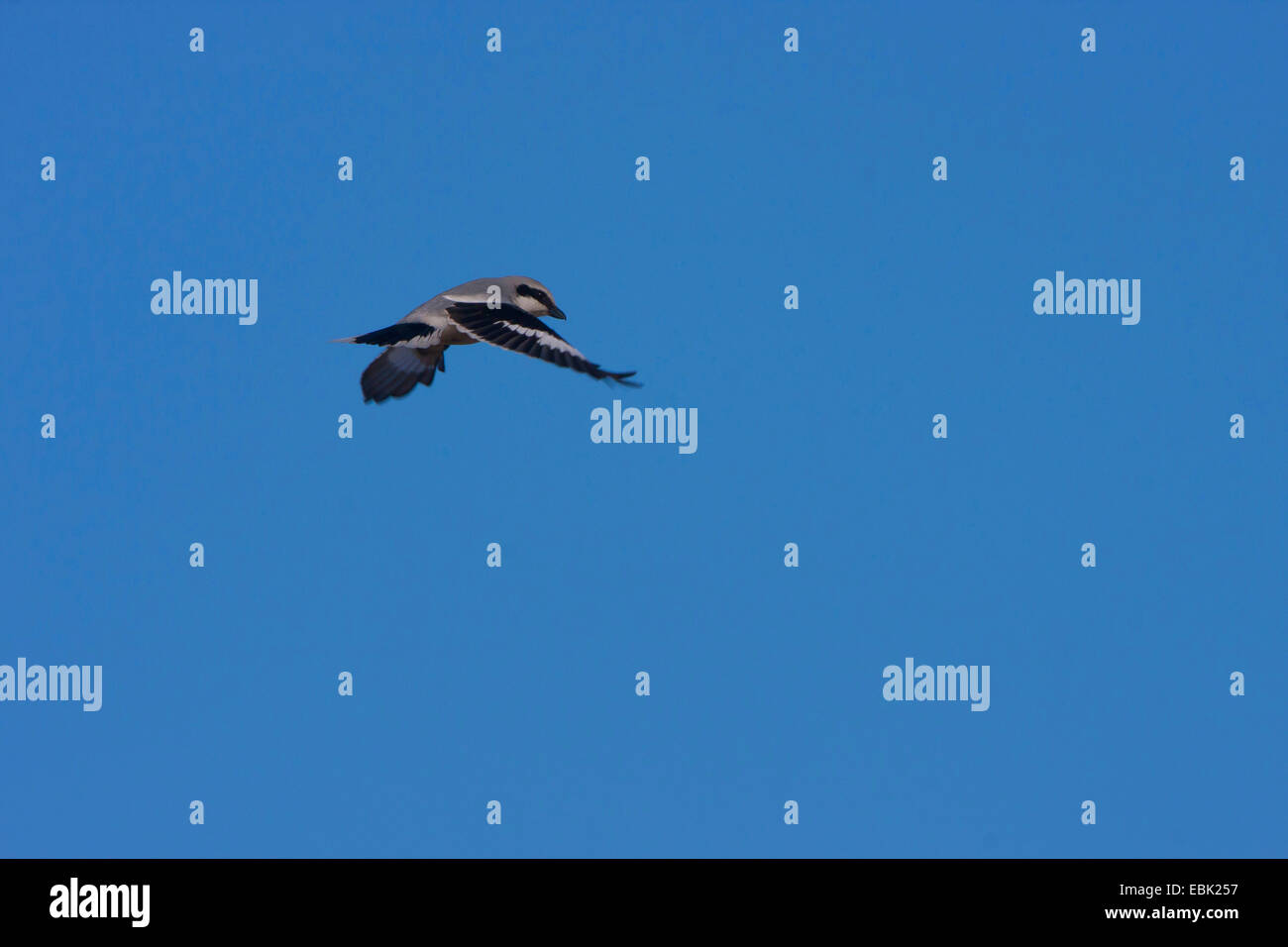 great grey shrike (Lanius excubitor), hovering, Austria, NSG Rheindelta Stock Photo - Alamy