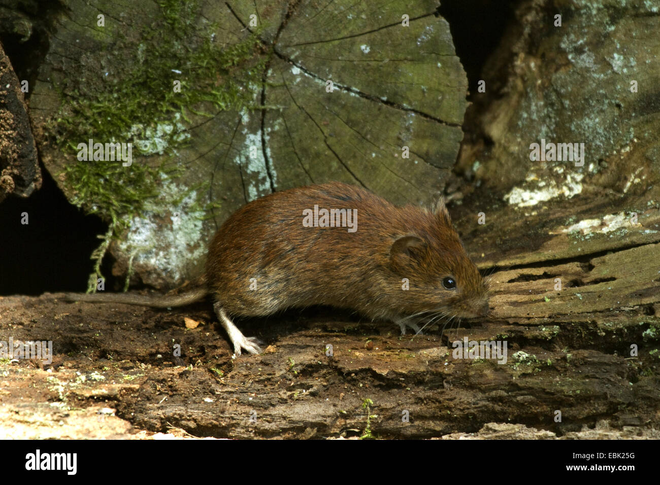 bank vole (Clethrionomys glareolus, Myodes glareolus), on a pile of ...
