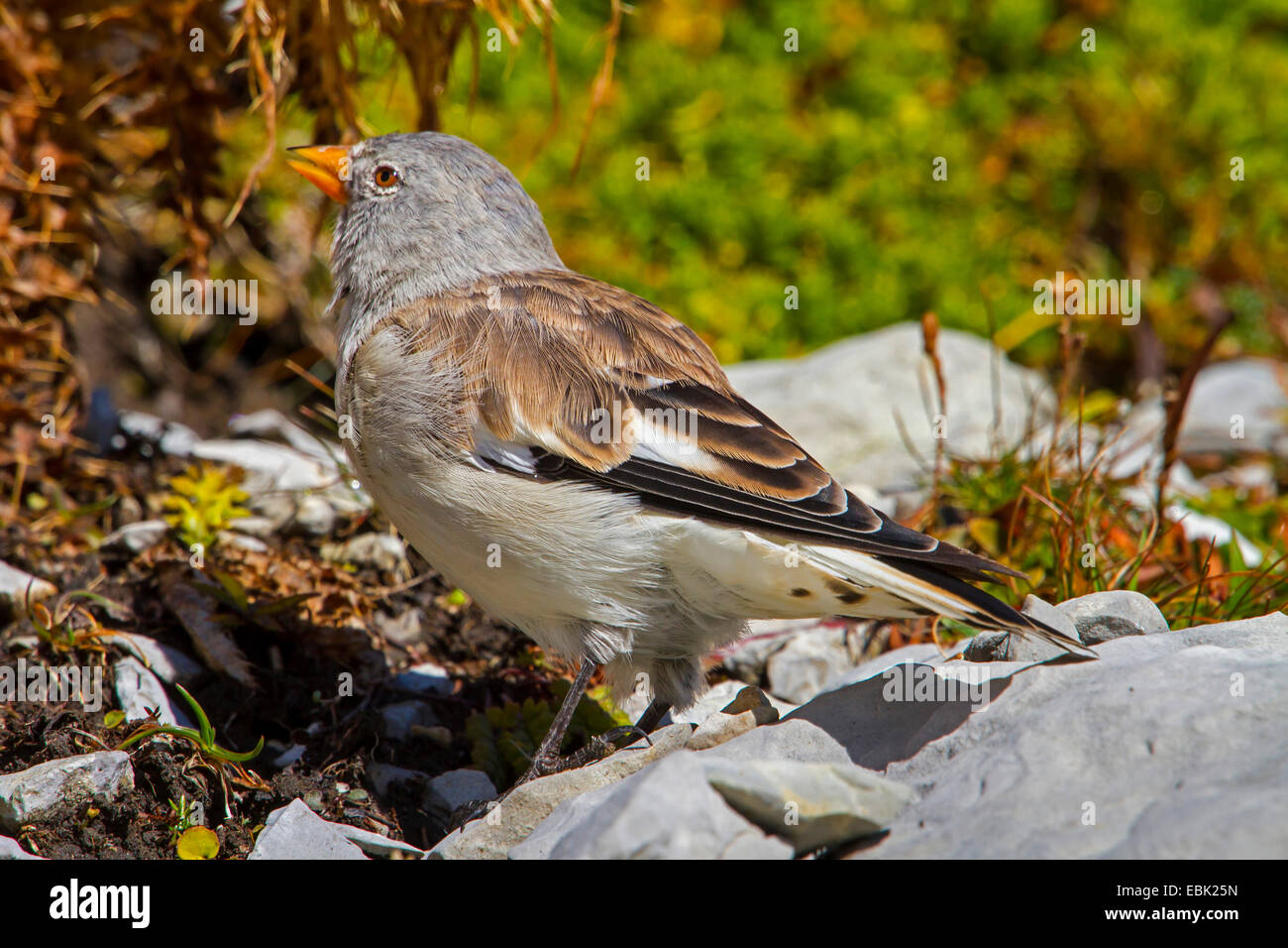 White side view lateral horizontal format hi-res stock photography and ...