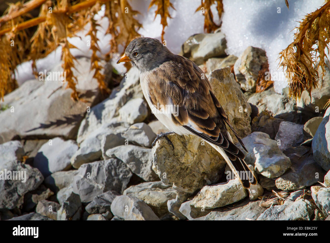 white-winged snow finch (Montifringilla nivalis), sitting on a stone ...