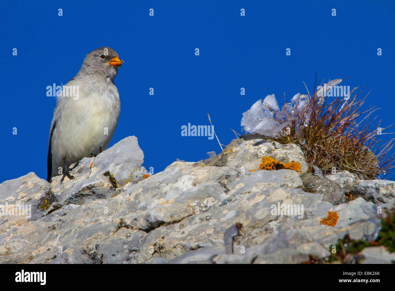 white-winged snow finch (Montifringilla nivalis), sitting on a stone in ...