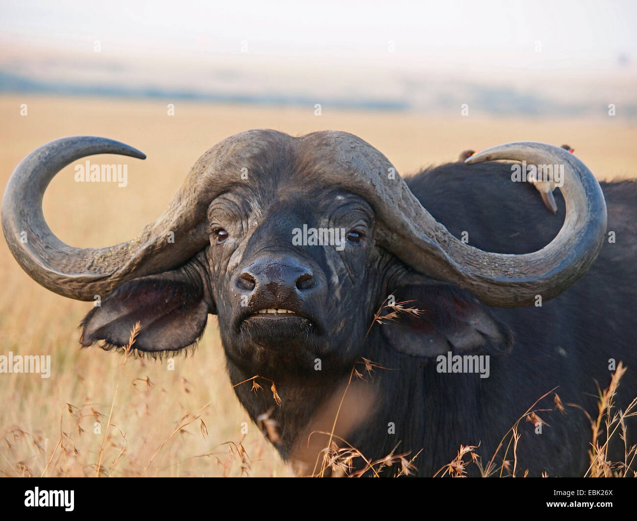 African buffalo (Syncerus caffer), portrait, with oxpecker on its back ...