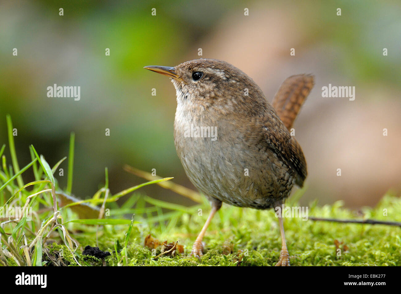 Troglodytes troglodytes hi-res stock photography and images - Alamy
