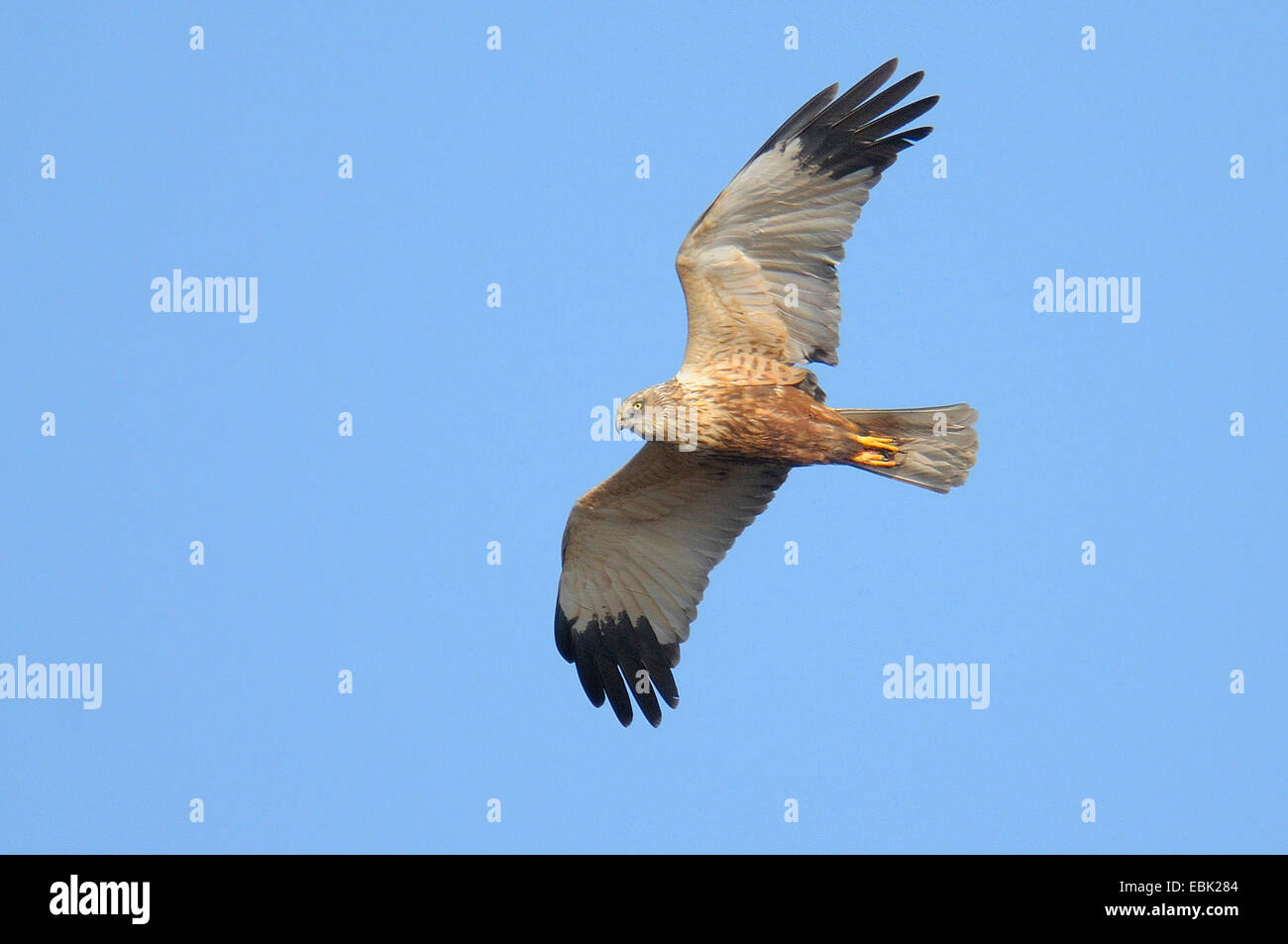 Western Marsh Harrier (Circus aeruginosus), male flying, Netherlands ...