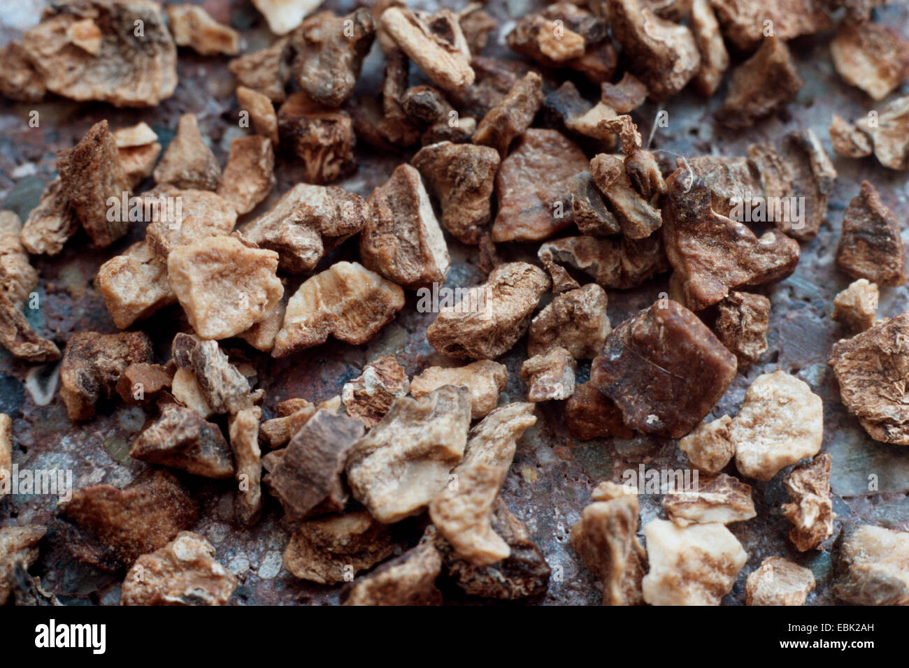 grapple plant, devil's claw (Harpagophytum procumbens), dried parts of ...