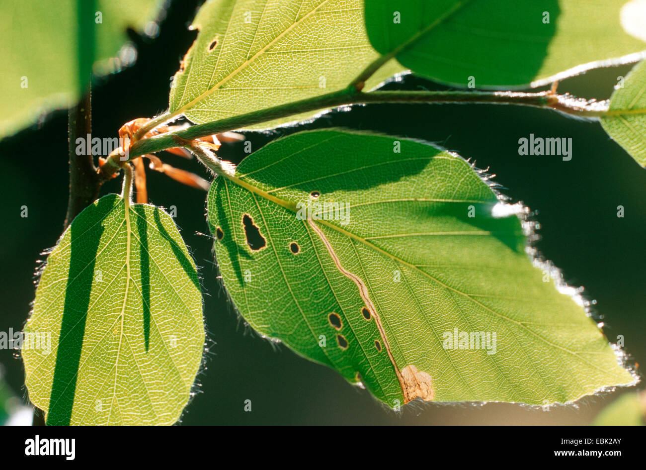 beech flea weevil, beech leaf mining weevil, beech leafminer ...