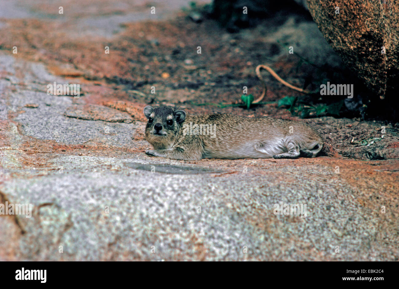 small-toothed rock hyrax (Heterohyrax brucei), lying on rock Stock ...
