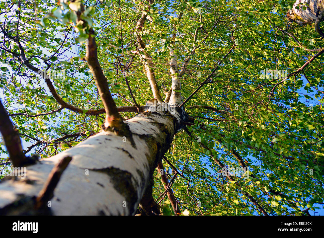 common birch, silver birch, European white birch, white birch (Betula ...