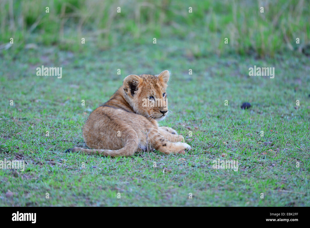 Masai mara lion hi-res stock photography and images - Alamy
