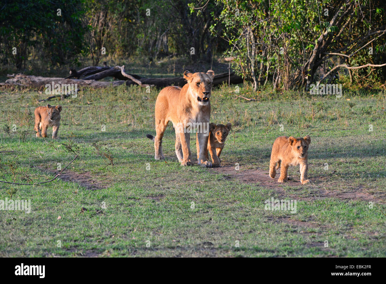 Masai Mara Lion Stock Photo - Alamy