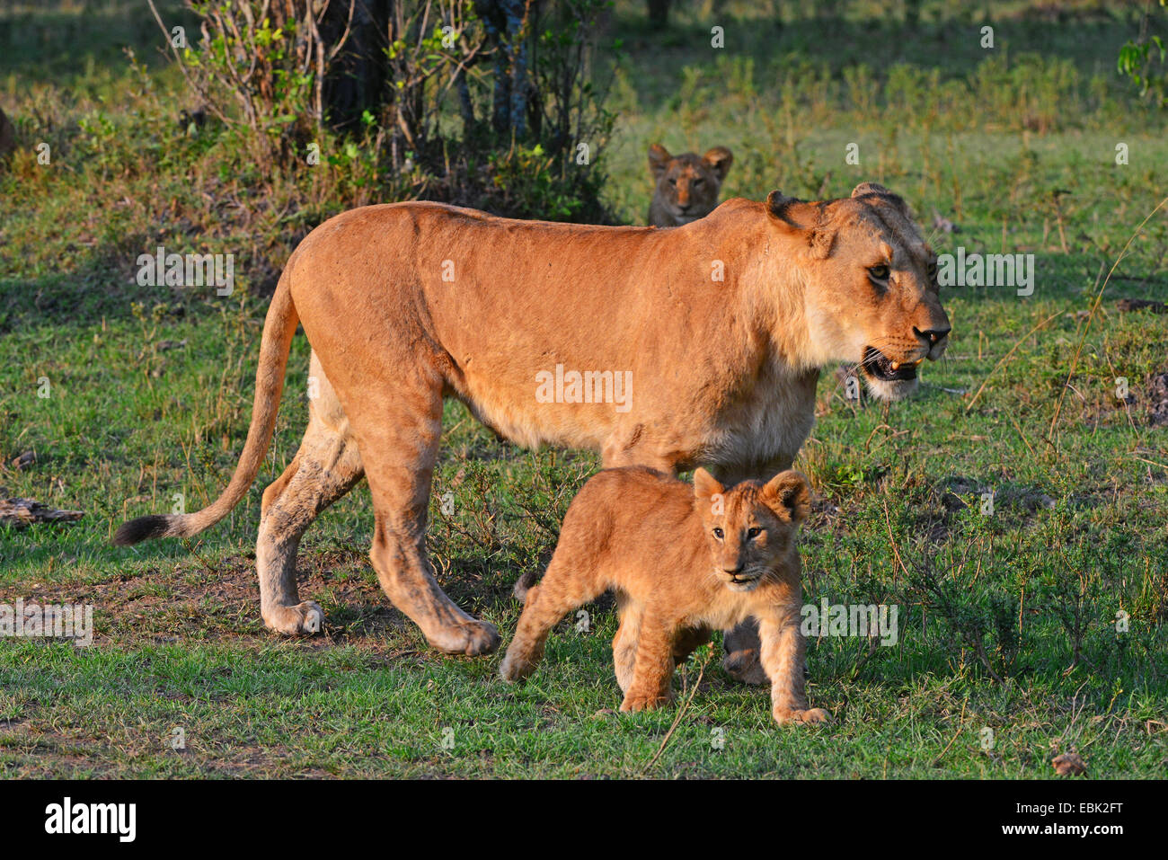 Masai Mara Lion Stock Photo - Alamy