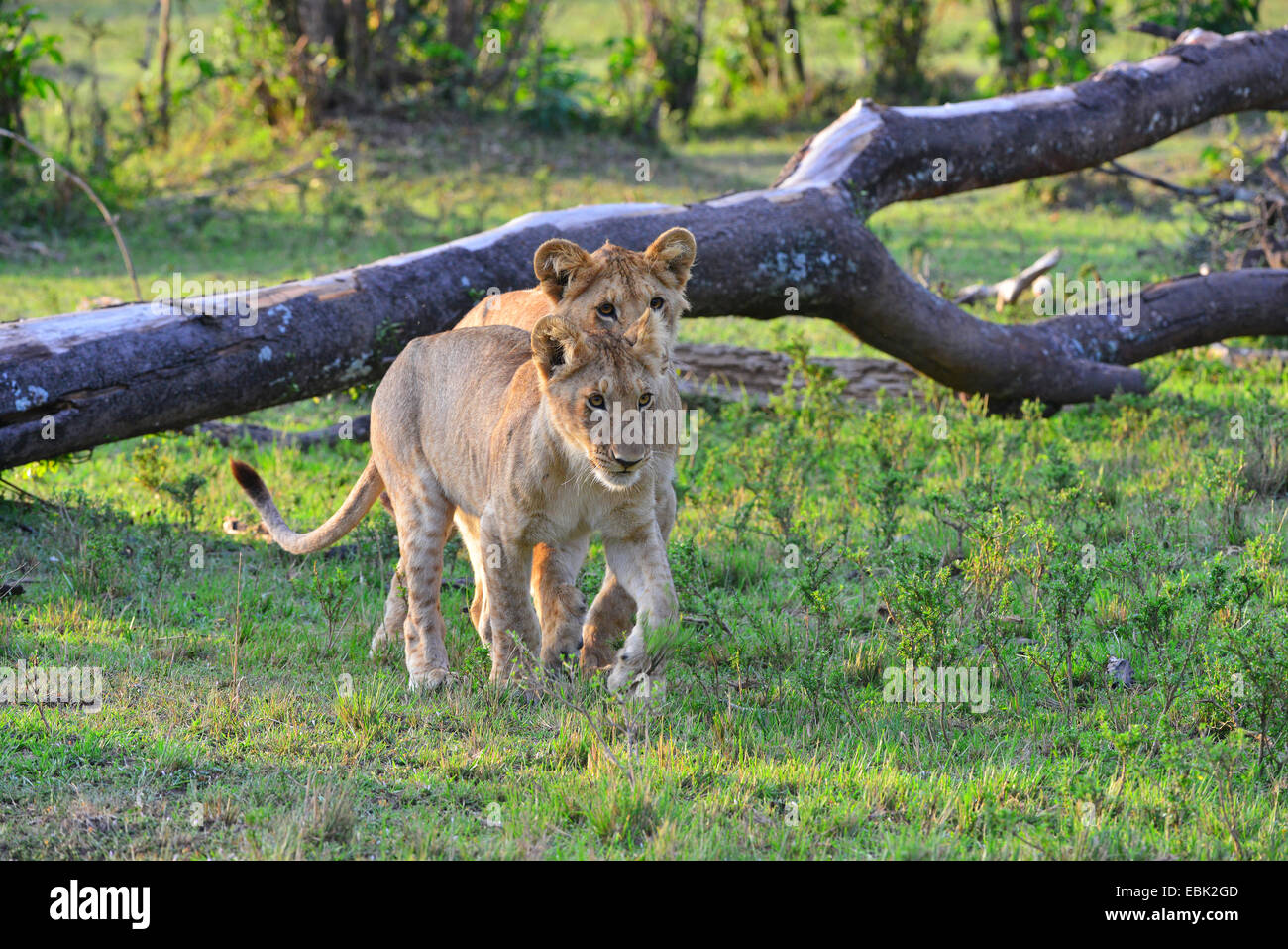 Masai Mara Lion Stock Photo - Alamy