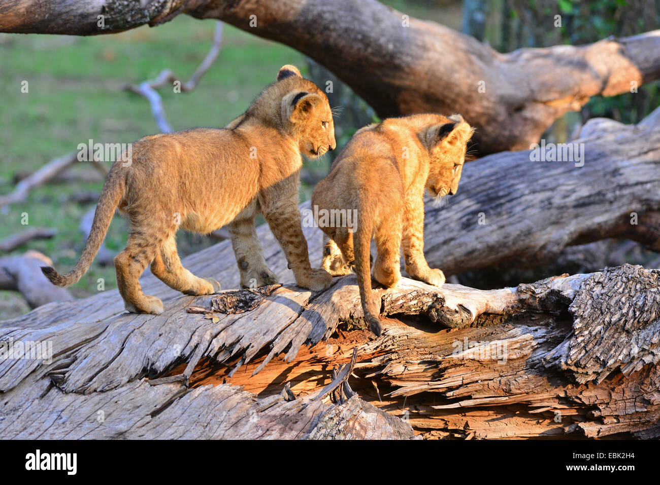 Masai Mara Lion Stock Photo - Alamy