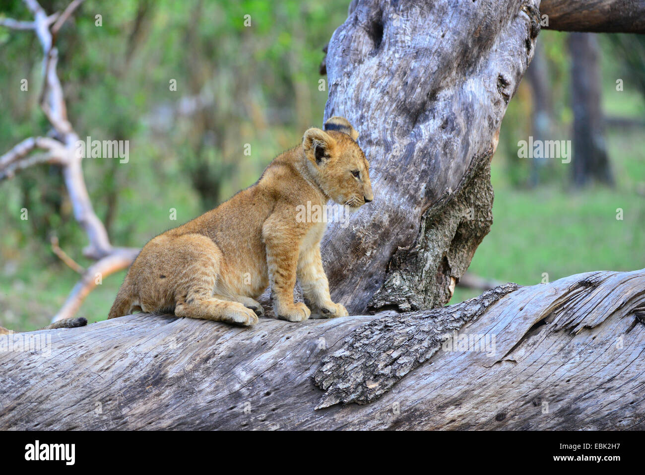 Masai Mara Lion Stock Photo - Alamy