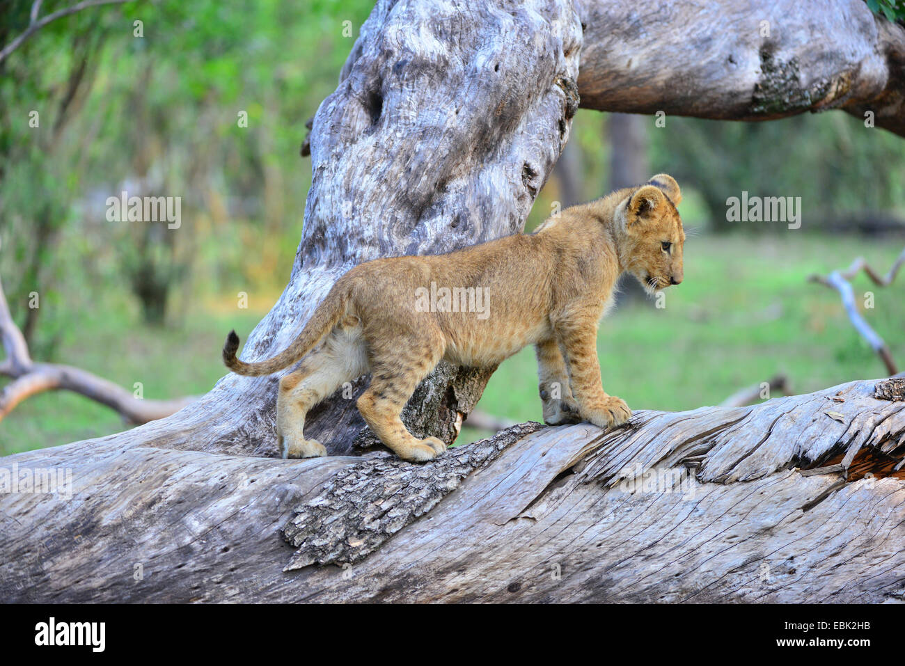 Masai Mara Lion Stock Photo - Alamy