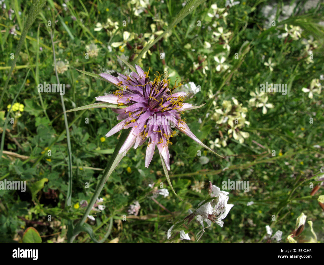 common salsify, oyster-plant, purple goat's-beard (Tragopogon ...