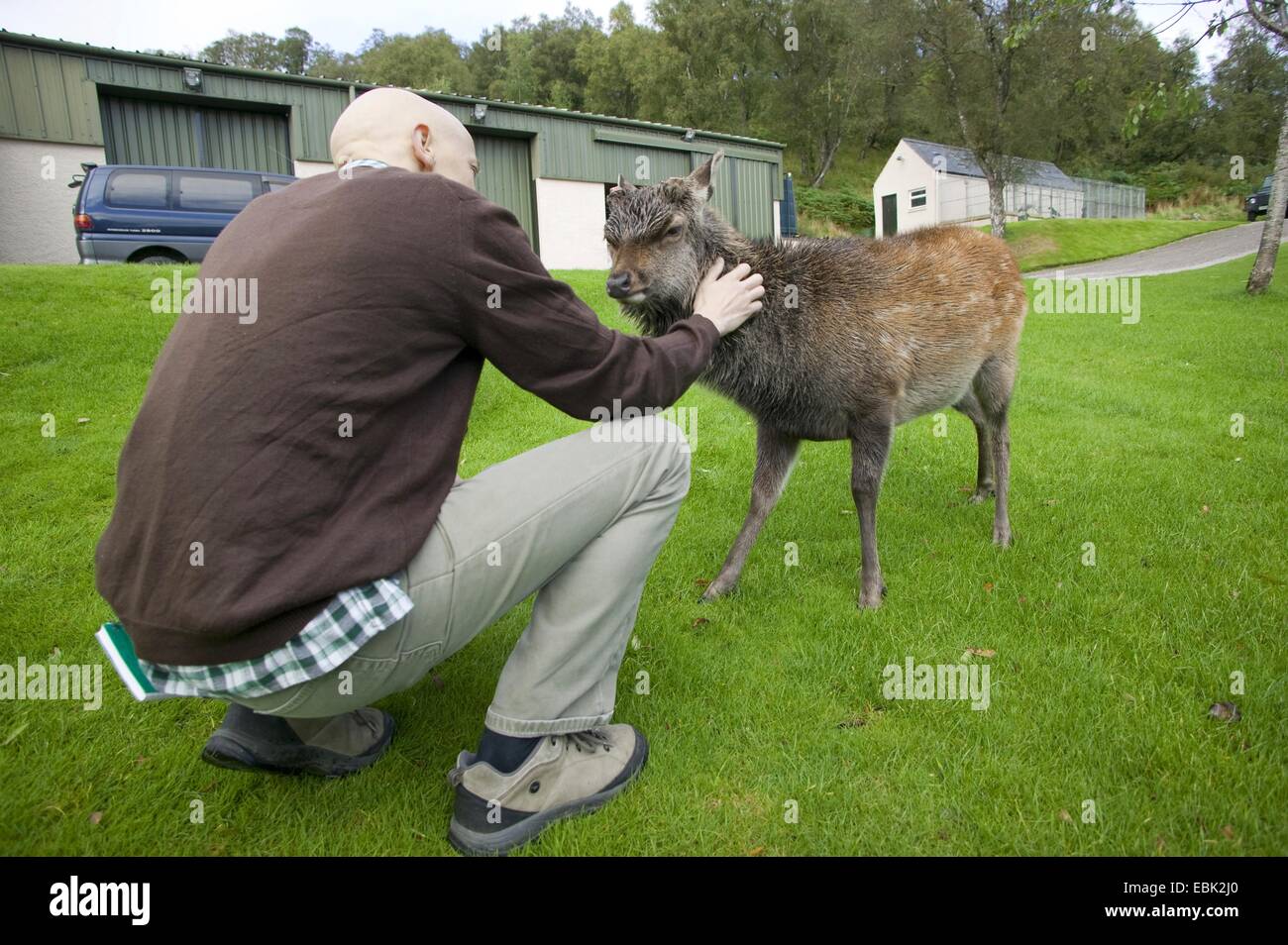 Man petting fawn hi-res stock photography and images - Alamy