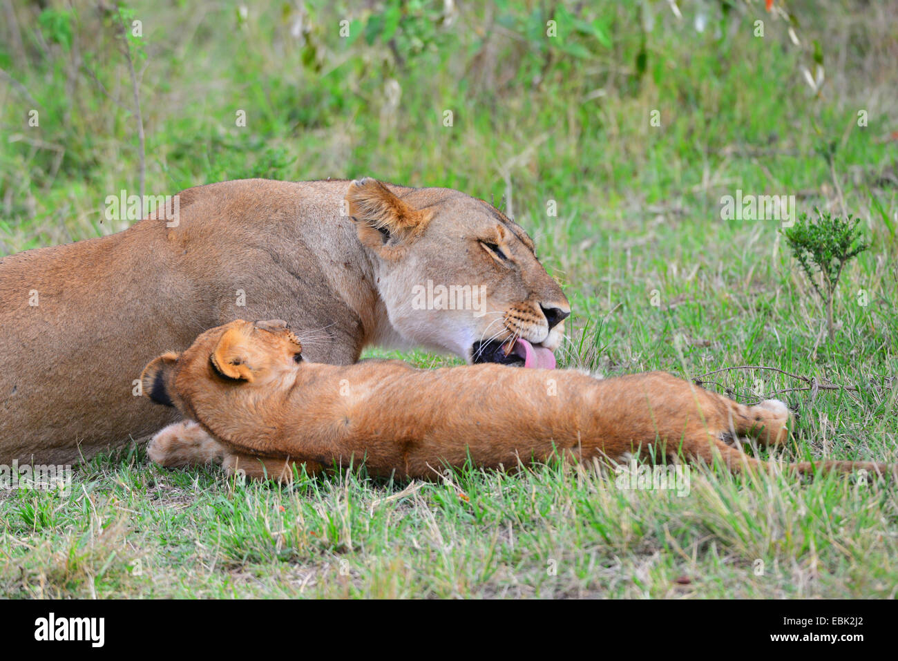 Masai Mara Lion Stock Photo - Alamy
