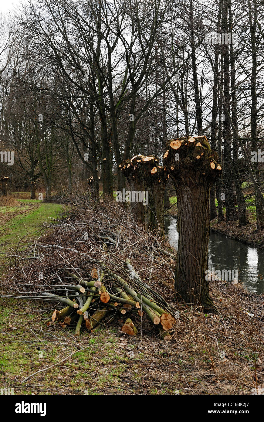 Waterside willows hi-res stock photography and images - Alamy