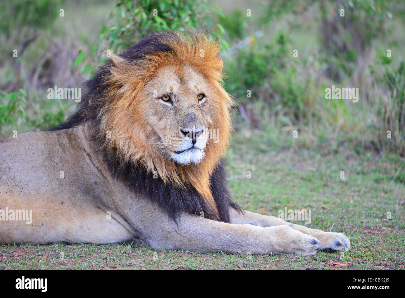 Masai Mara Lion Stock Photo - Alamy