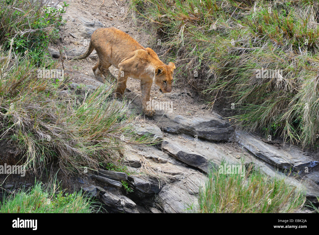 Masai Mara Lion Stock Photo - Alamy