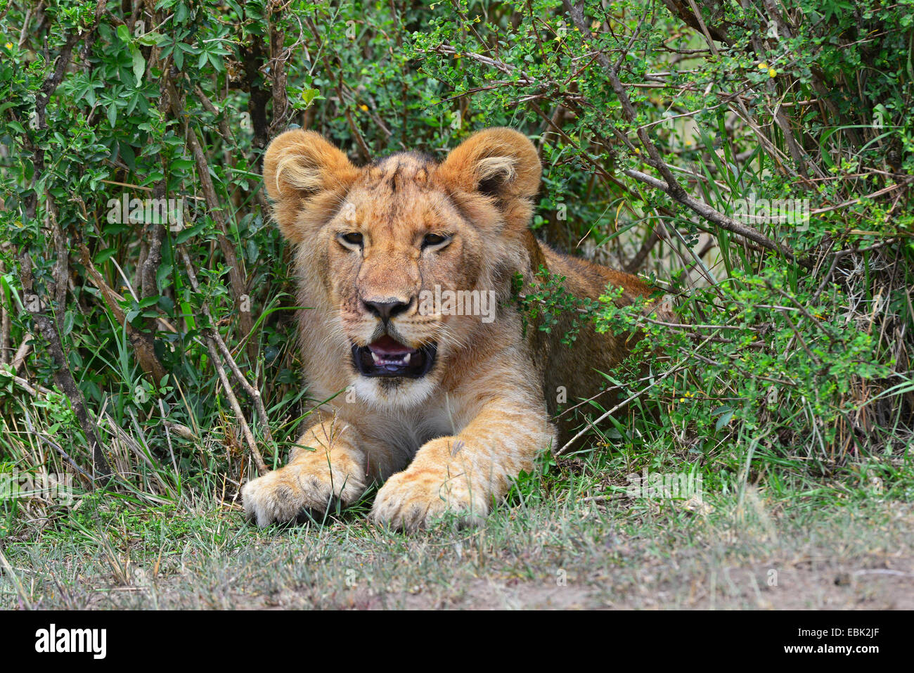 Masai Mara Lion Stock Photo - Alamy