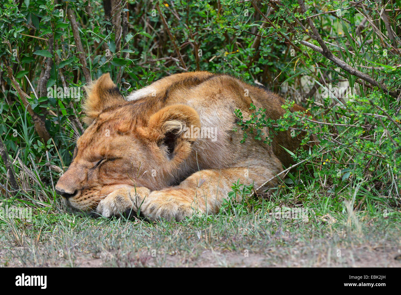 Masai Mara Lion Stock Photo - Alamy