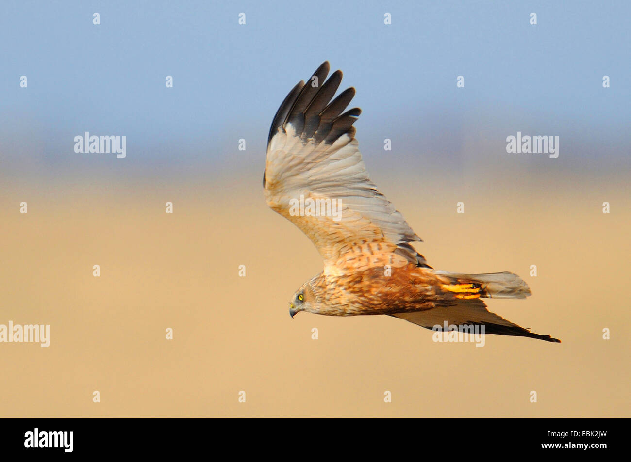 Western Marsh Harrier (Circus aeruginosus), male flying, Netherlands ...