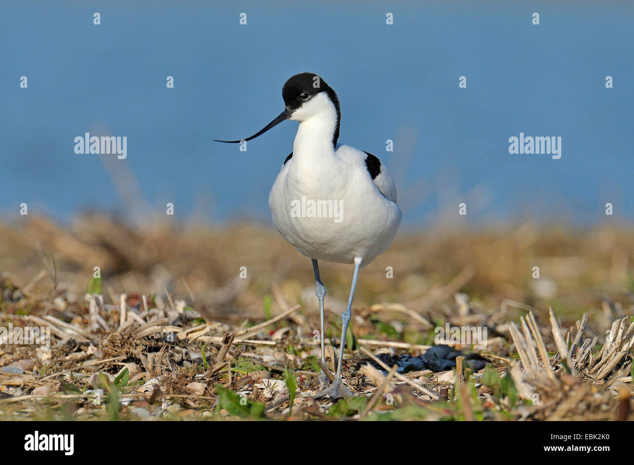 pied avocet (Recurvirostra avosetta), on the feed, Netherlands, Texel ...