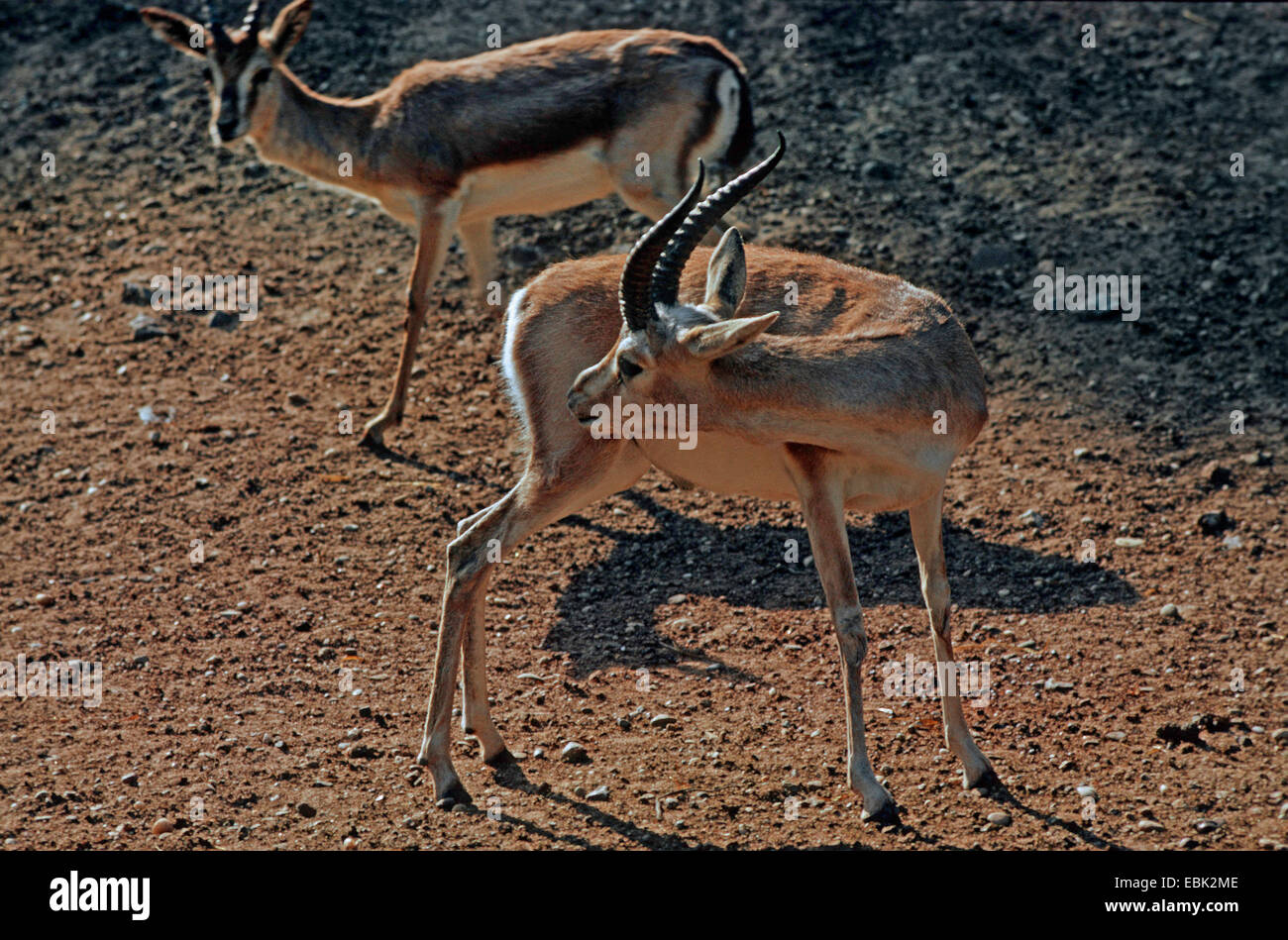 Arabian sand gazelle hi-res stock photography and images - Alamy