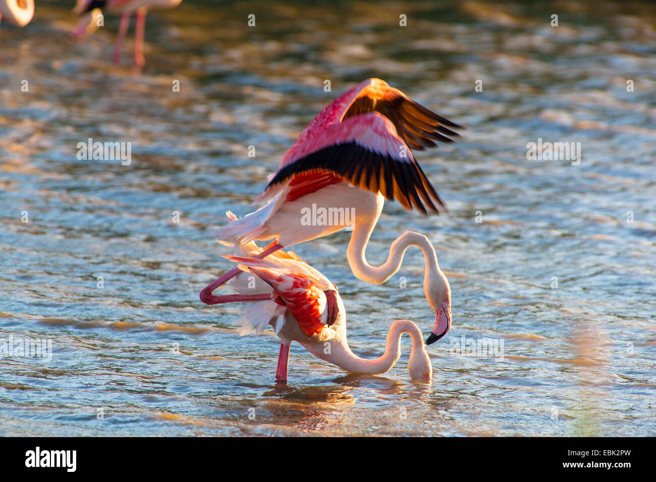 Flamingo (Phoenicopteriformes, Phoenicopteridae), Camargue, France ...