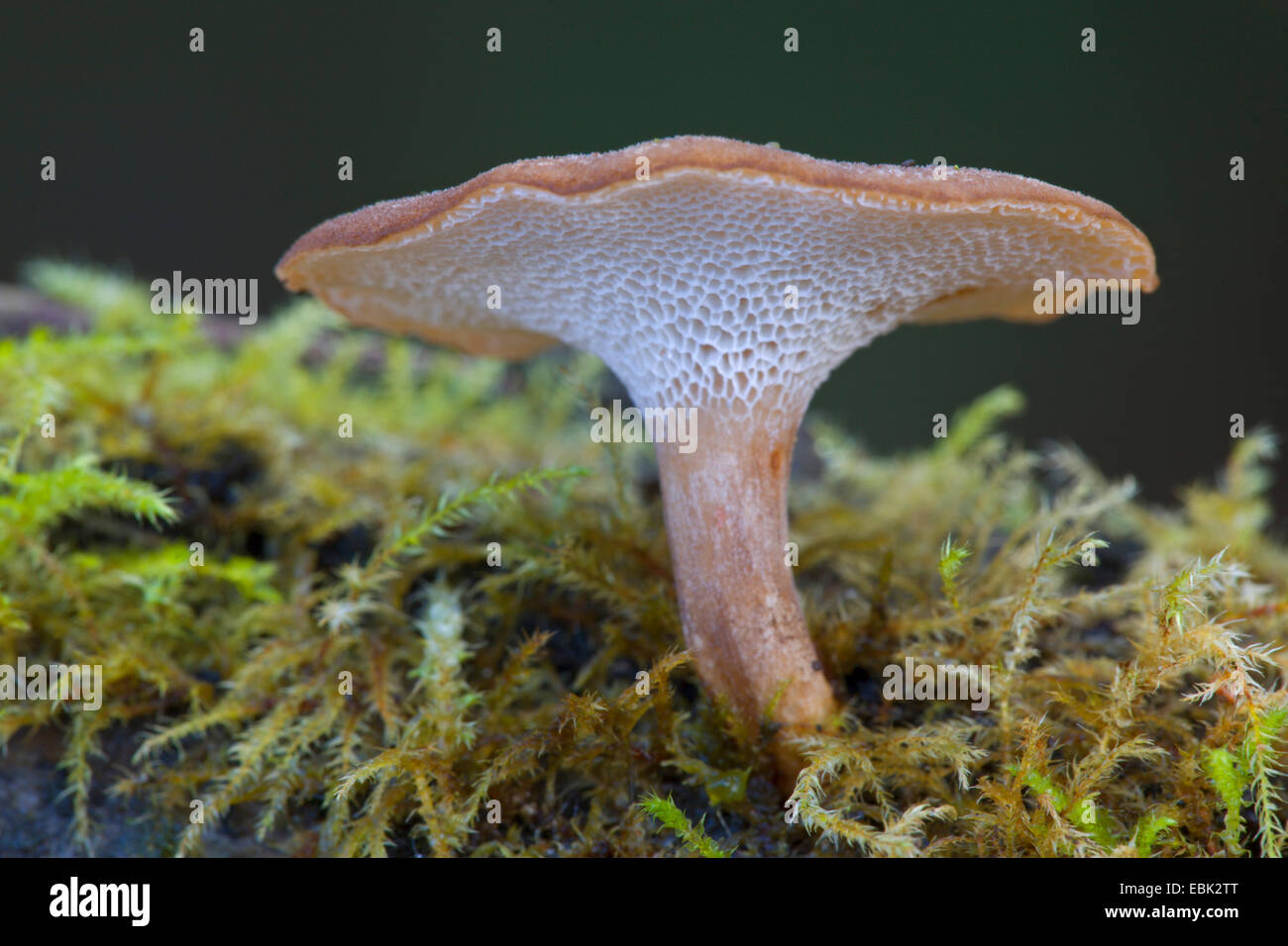 Polypore mushrooms hi-res stock photography and images - Alamy