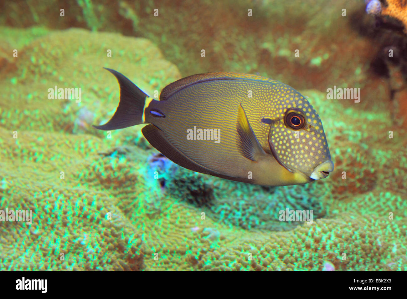 Bristletooth tang hi-res stock photography and images - Alamy