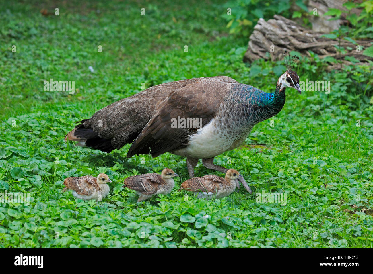 common peafowl, Indian peafowl, blue peafowl (Pavo cristatus), hen with ...
