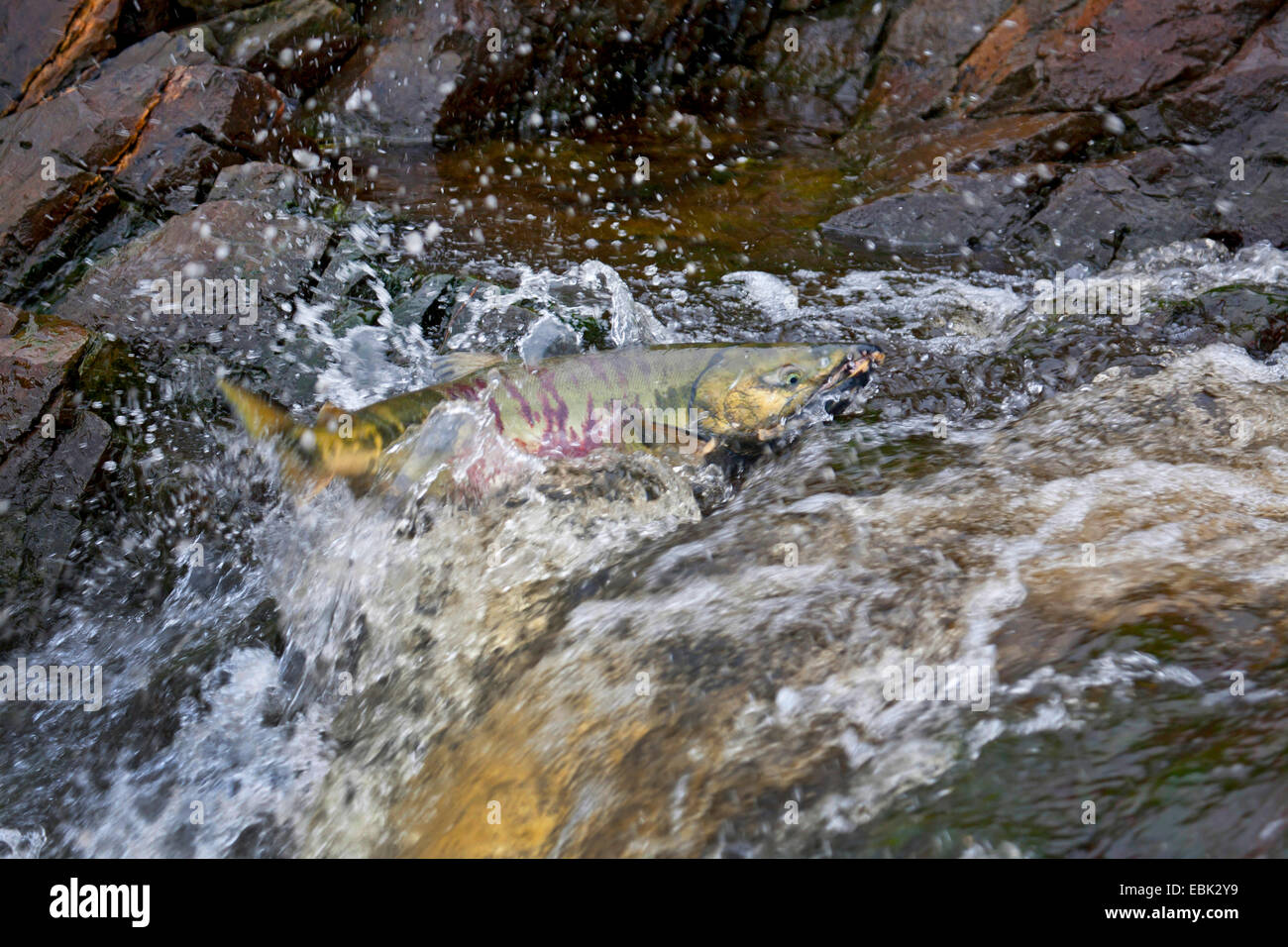 Eagle fish america hi-res stock photography and images - Alamy