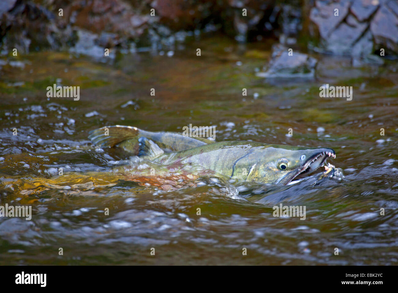 chum salmon (Oncorhynchus keta), fish salmon migration in Eagle River ...