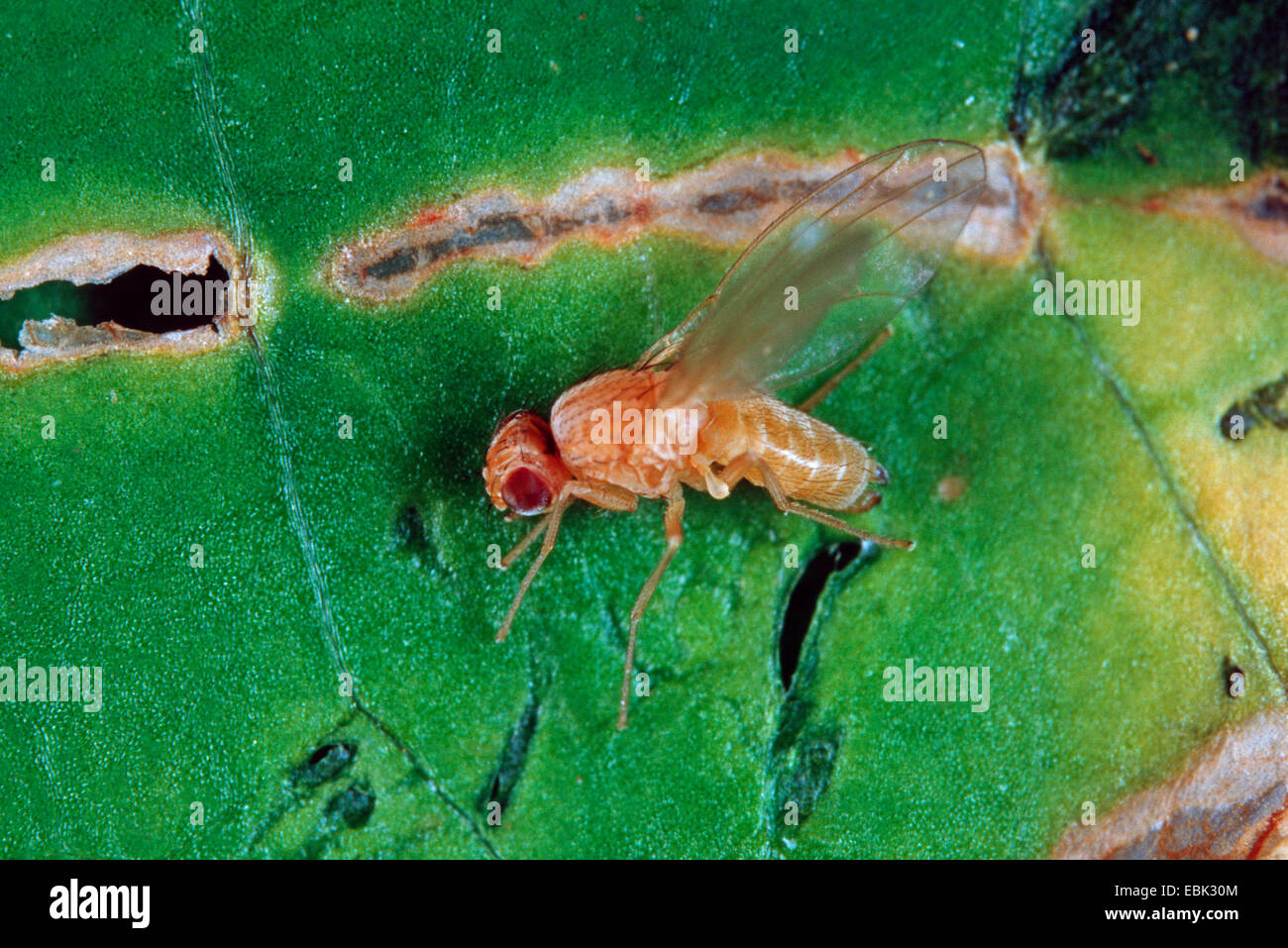 Scaptomyza hi-res stock photography and images - Alamy