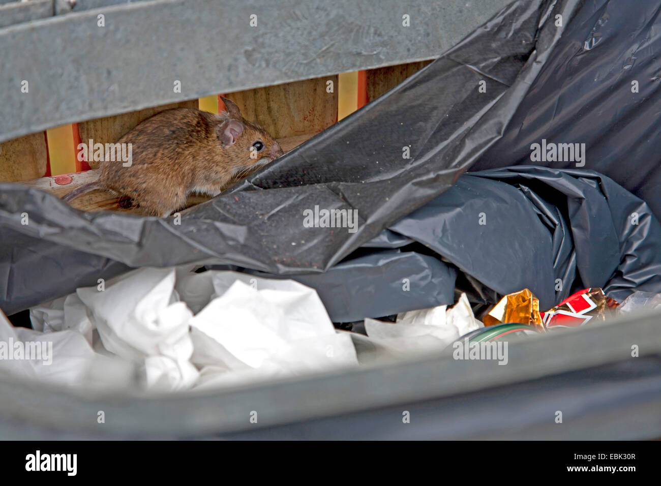 Rat infestation hi-res stock photography and images - Alamy